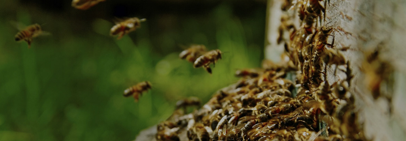 Bee Control Potato Point | Same Day Pest Services | 0480090836