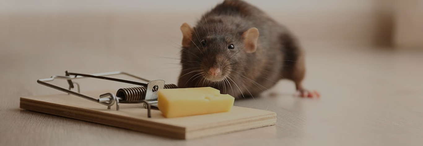 Rodent Control Canberra | Expert Pest Control Canberra